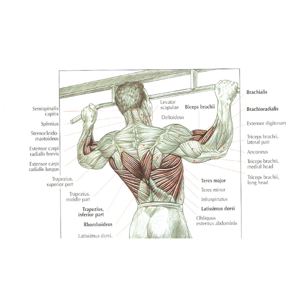 Shyb - královský cvik na vysněné "Véčko"